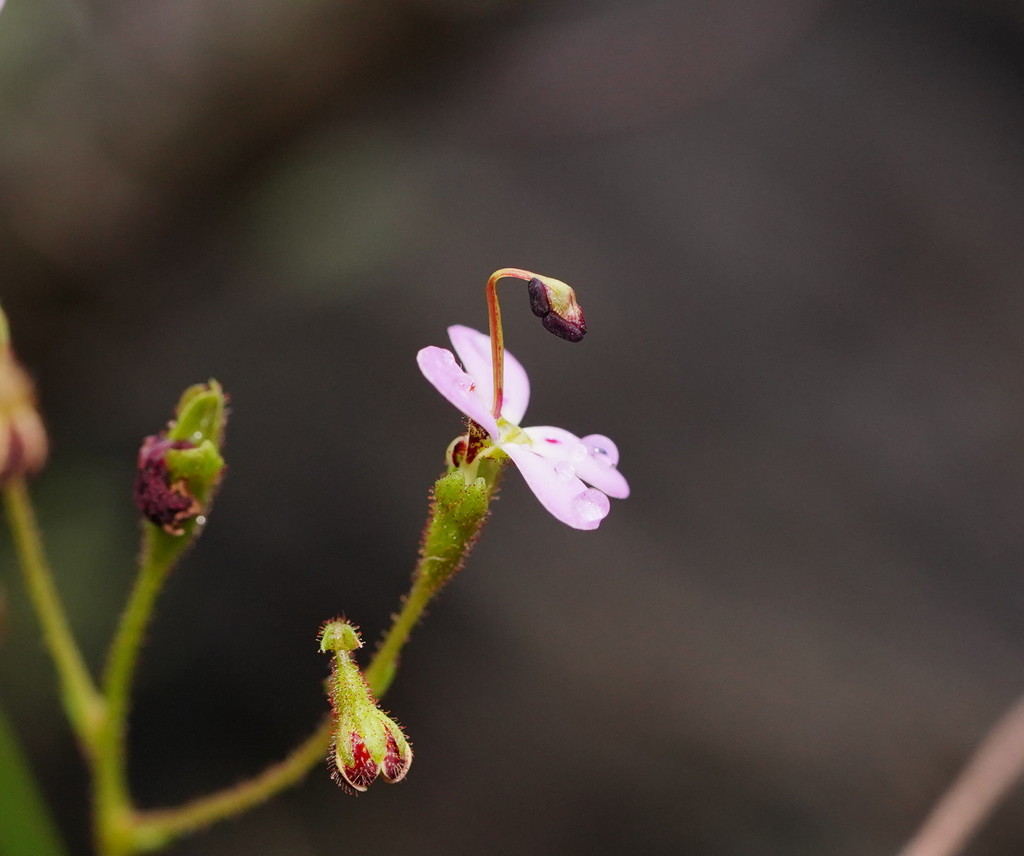 Grampians Triggerplant from Roses Gap VIC 3385, Australia on November ...