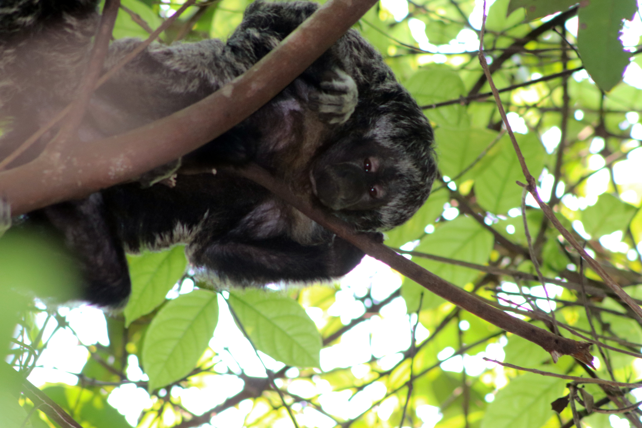 Pithecia irrorata Gray, 1842