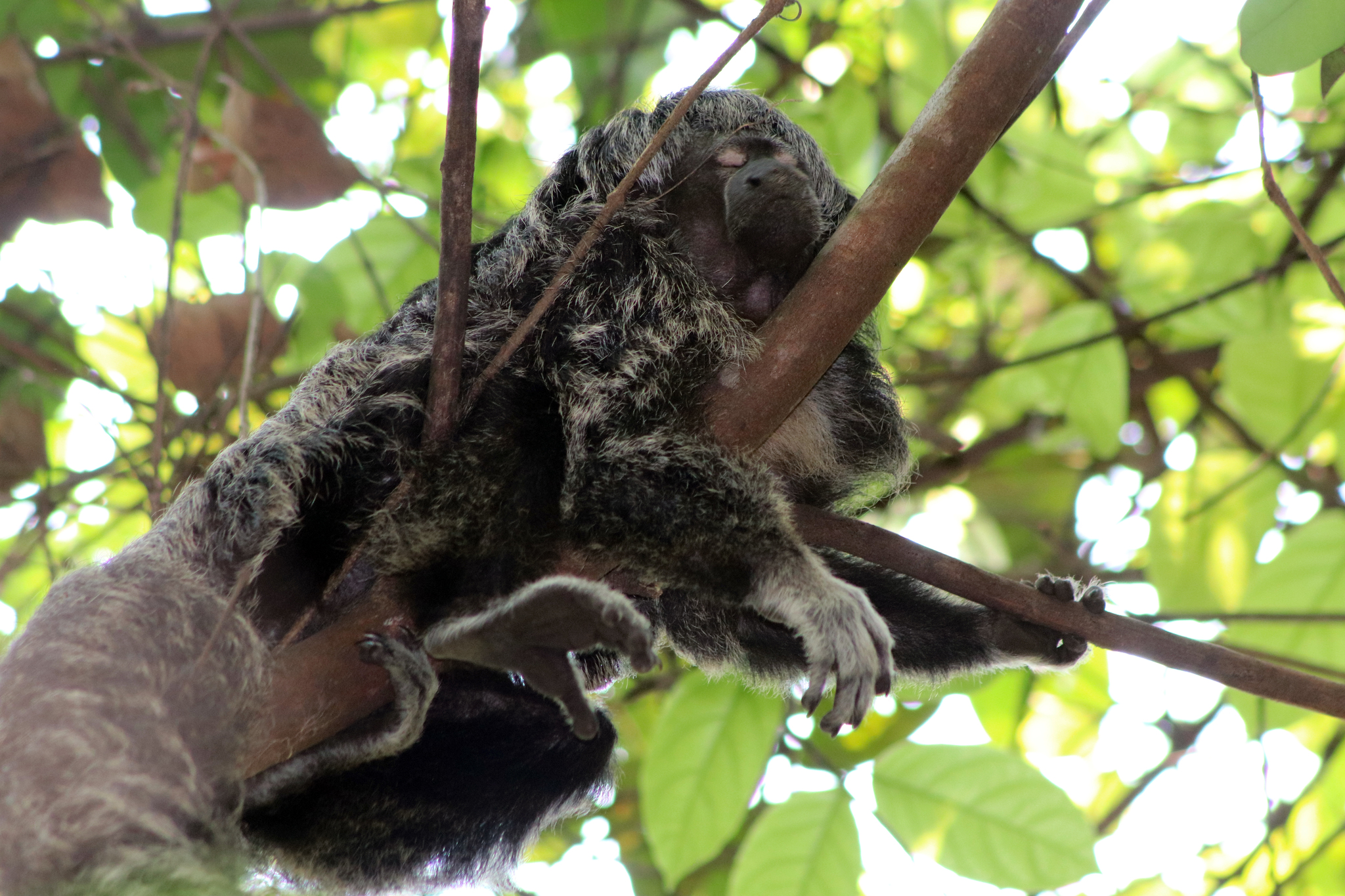 Pithecia irrorata Gray, 1842