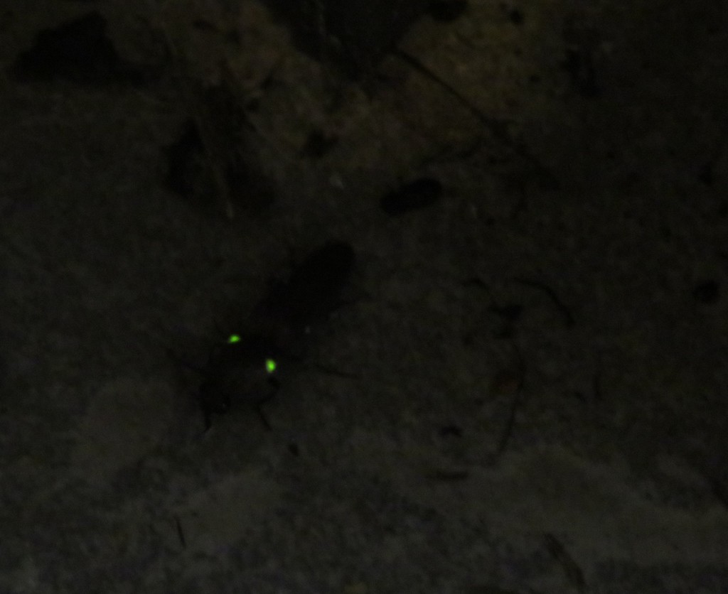 Deilelater physoderus from Kleberg County, TX, USA on May 18, 2020 at 05:55 PM by Amanda ...