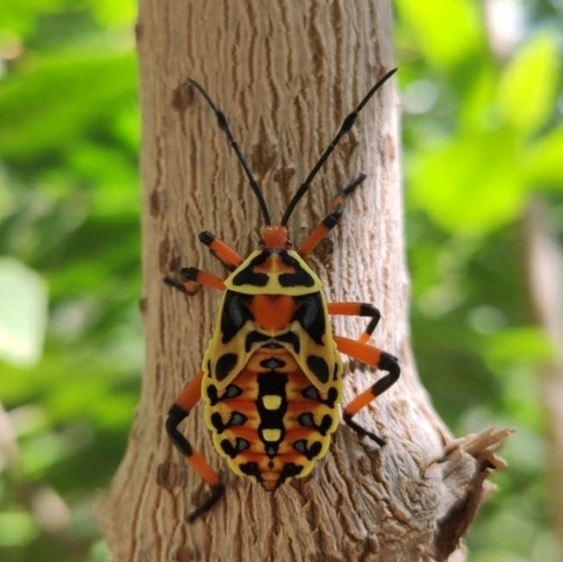 Pachylis nervosus from Mixquiahuala de Juárez, Hgo., México on November ...