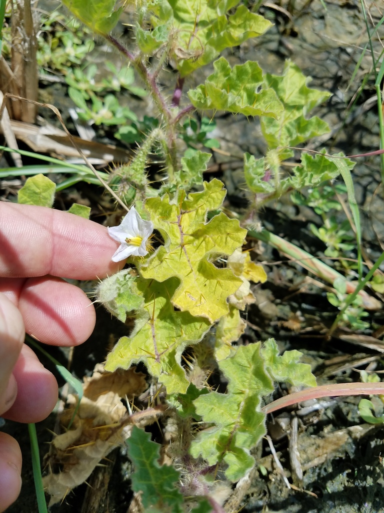 Redberry Nightshade from Hidalgo County, TX, USA on June 7, 2017 at 12: ...