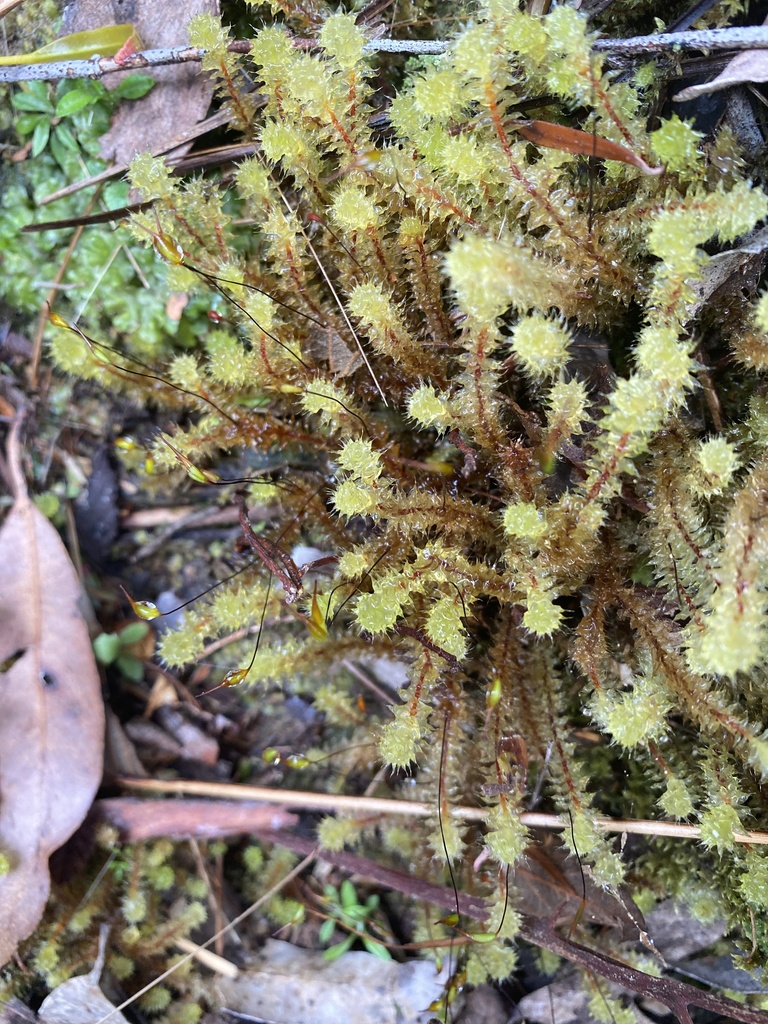 pipe-cleaner moss from Tasmanian Wilderness, West Coast, TAS, AU on ...
