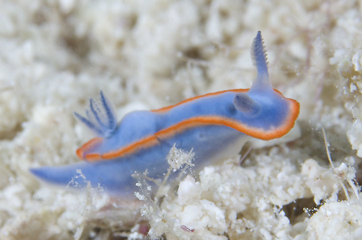Red-lined Blue Doris (Nudibranchs of the Eastern United States ...