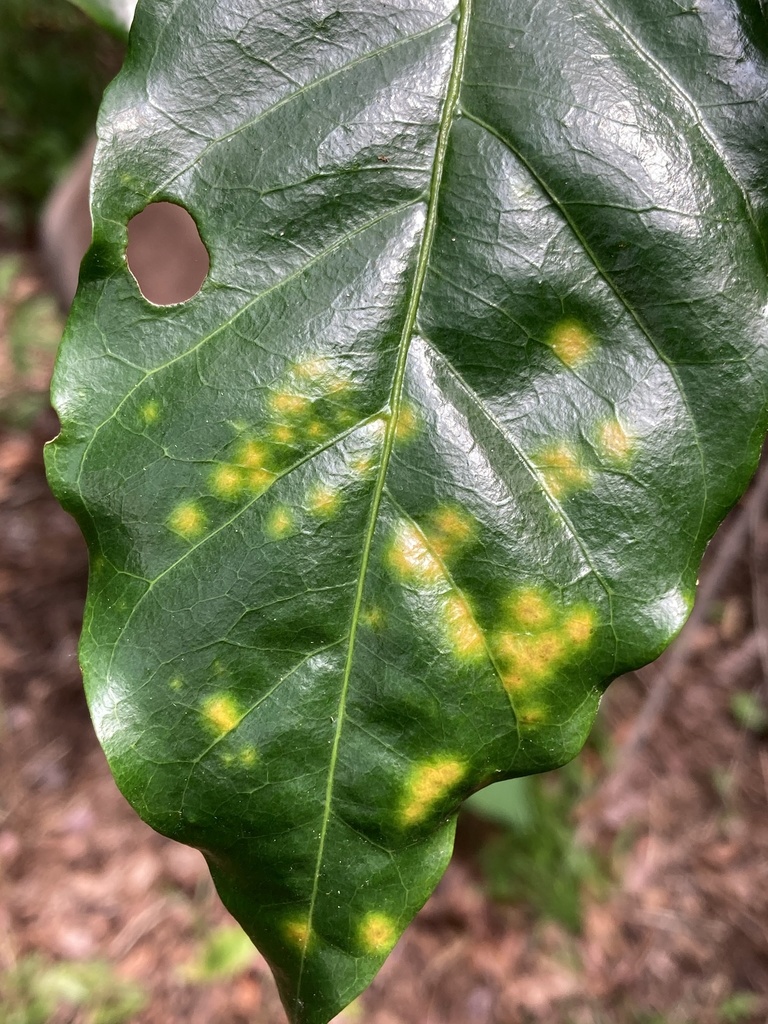 coffee rust fungus from Santa Rosa De Lima, Santa Rosa, GT on November ...