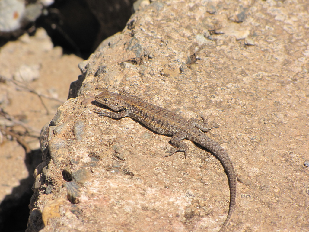 Braided Smooth-throated Lizard from Freirina, Atacama, Chile on ...