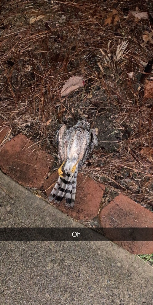Sharp-shinned Hawk from Lexington, KY, US on November 15, 2020 at 10:59 ...