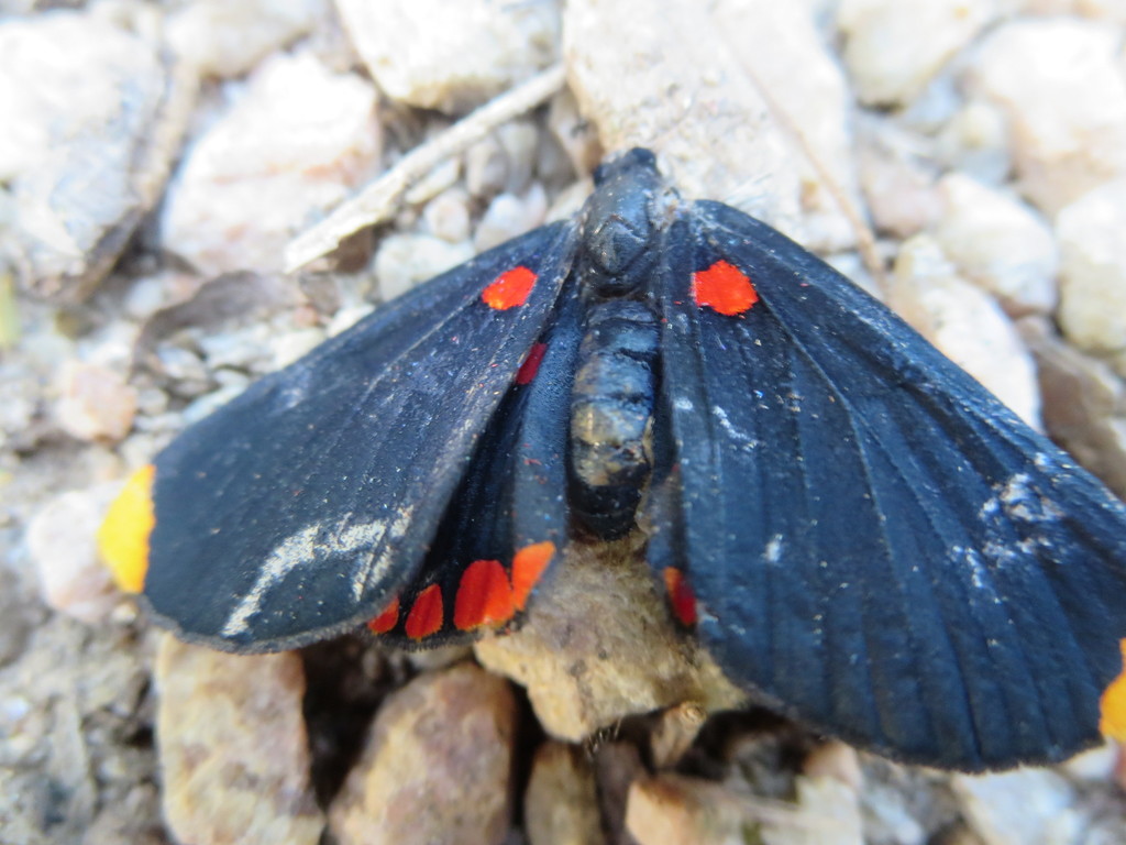 Red-bordered Pixie from 3333 Butterfly Park, Mission, TX 78572, USA on ...