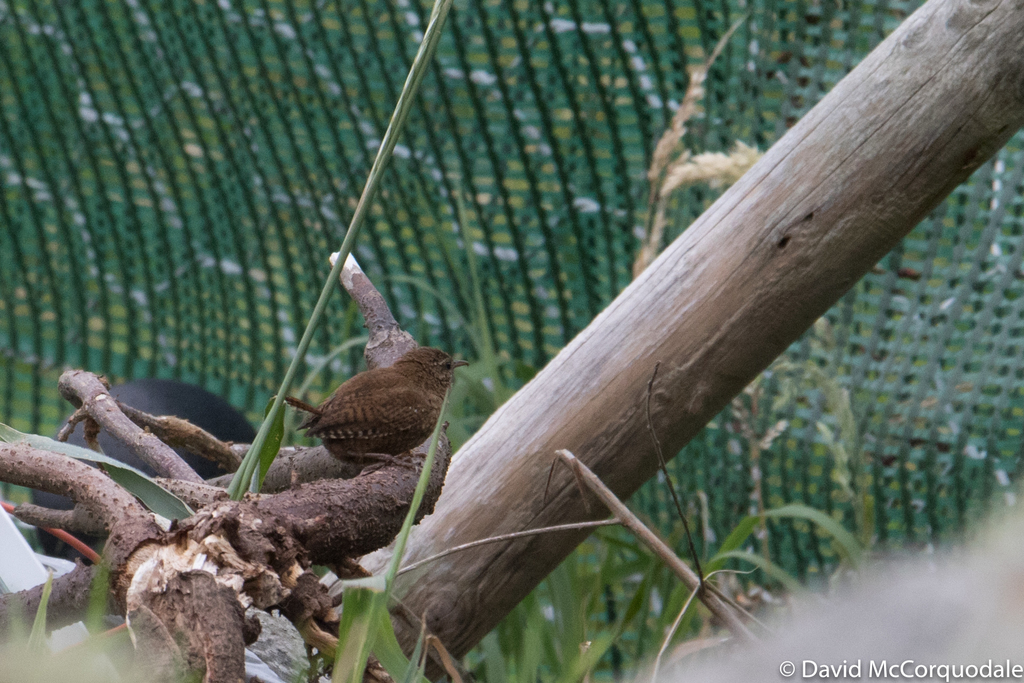 Eurasian Wren (Fair Isle) (Troglodytes troglodytes fridariensis ...