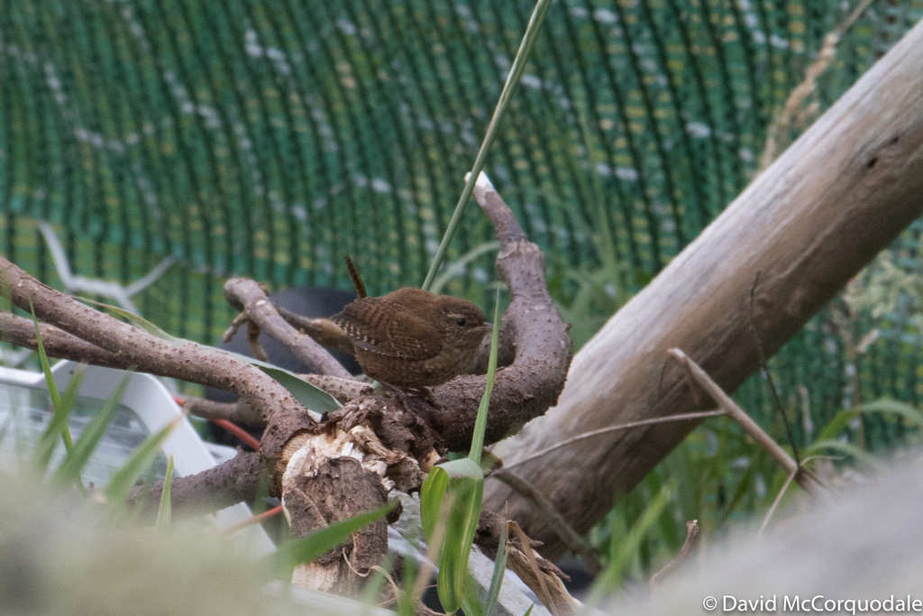 Eurasian Wren (Fair Isle) (Troglodytes troglodytes fridariensis ...