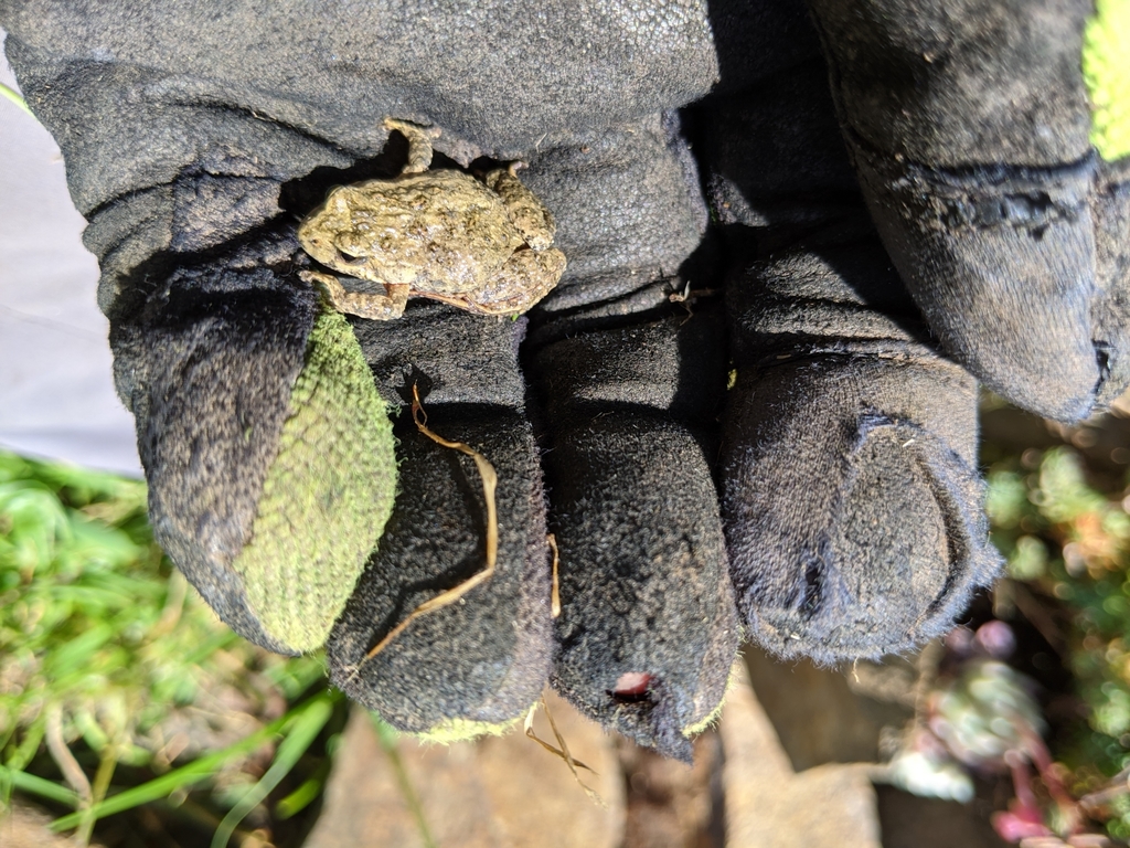 Australian Ground Frogs from Woodbridge TAS 7162, Australia on November ...