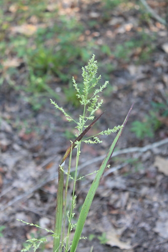 Beaked Panicgrass (Panicum anceps) · iNaturalist