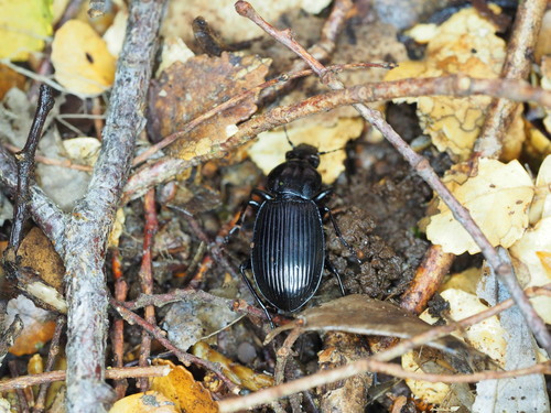 Notonomus politulus · iNaturalist