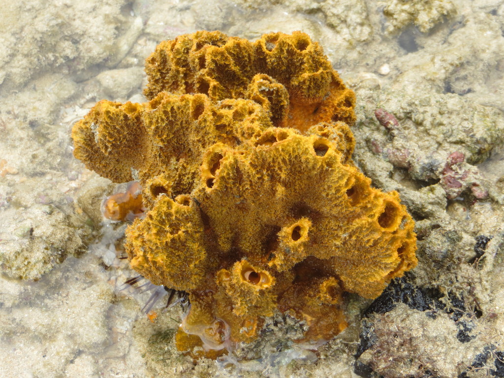 Stylissa massa from wasini, Kenya on November 16, 2020 at 08:52 AM by ...