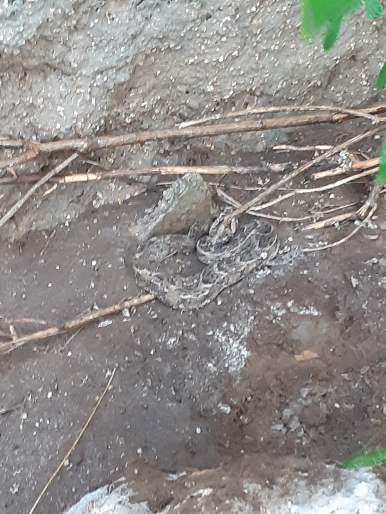 Somali Puff Adder (Bitis arietans somalica) - Snakes and Lizards