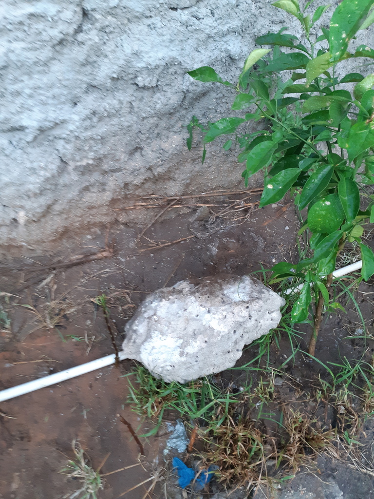 Somali Puff Adder (Bitis arietans somalica) - Snakes and Lizards