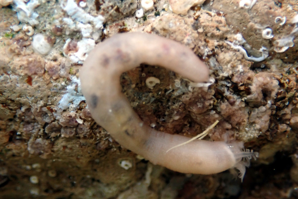 Leptosynapta dolabrifera (Parsley Bay and Surrounds Marine ...