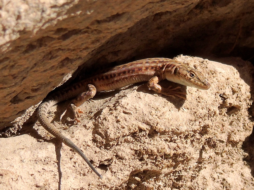 Mount Sinai Lizard (Herpetofauna of Saudi Arabia) · iNaturalist