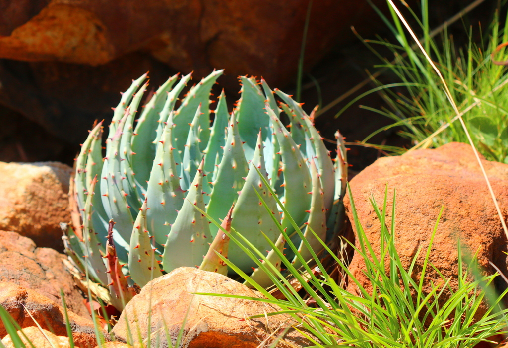 Turks Aloe in November 2020 by tjeerd. Aloe peglerae · iNaturalist