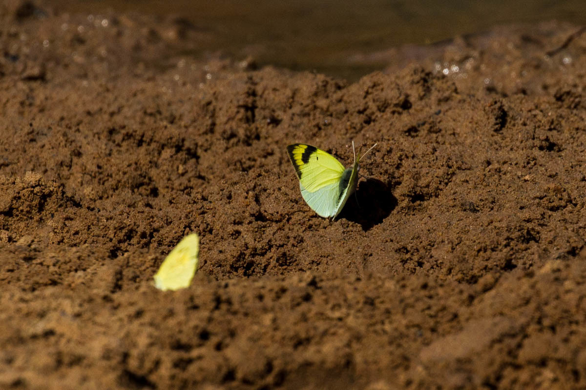 Teracolus subfasciatus Swainson, 1833
