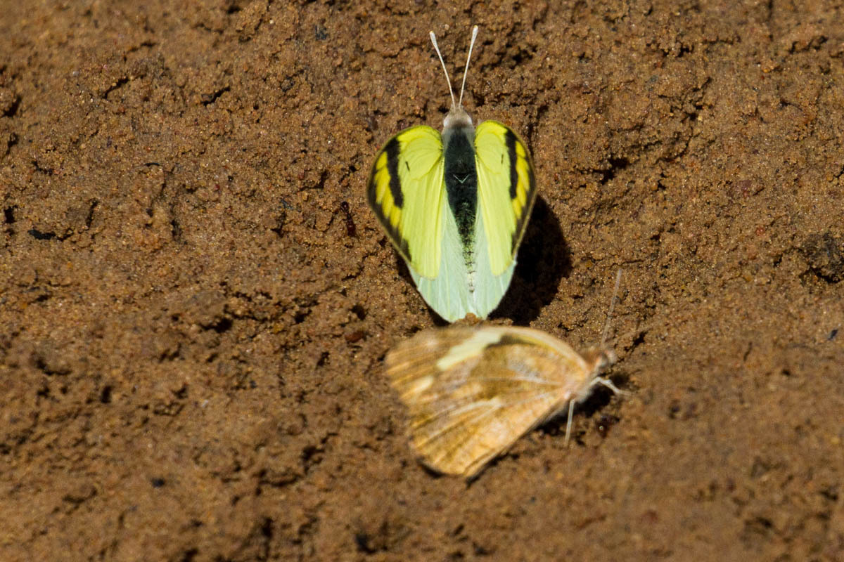 Teracolus subfasciatus Swainson, 1833