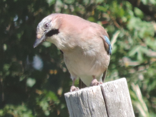 Adriatic Eurasian Jay (Subspecies Garrulus glandarius albipectus ...