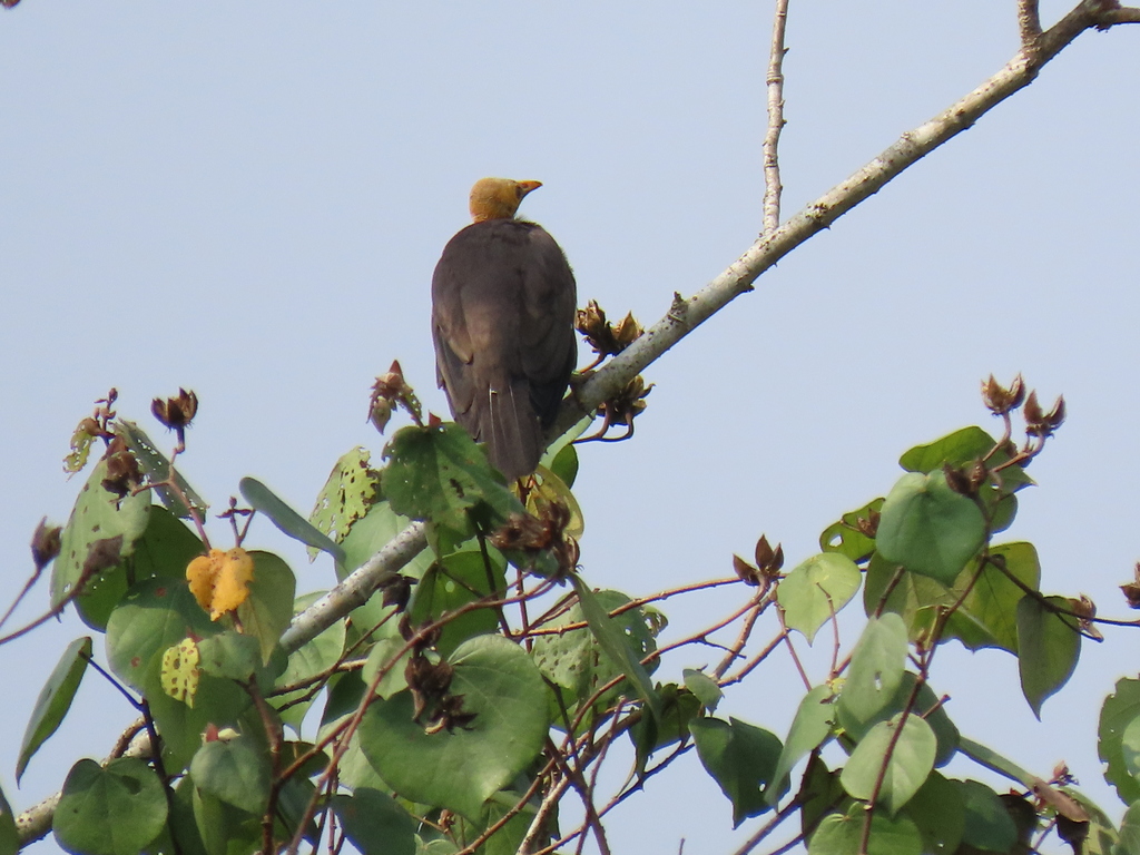 Common Myna from Infopark Rd, Kakkanad, Kochi, Kerala 682303, India on ...