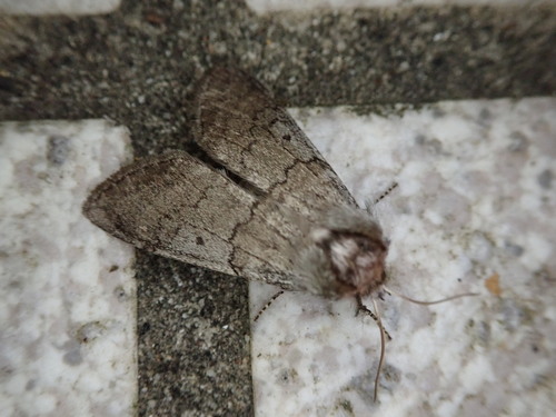 Achlya kuramana · iNaturalist