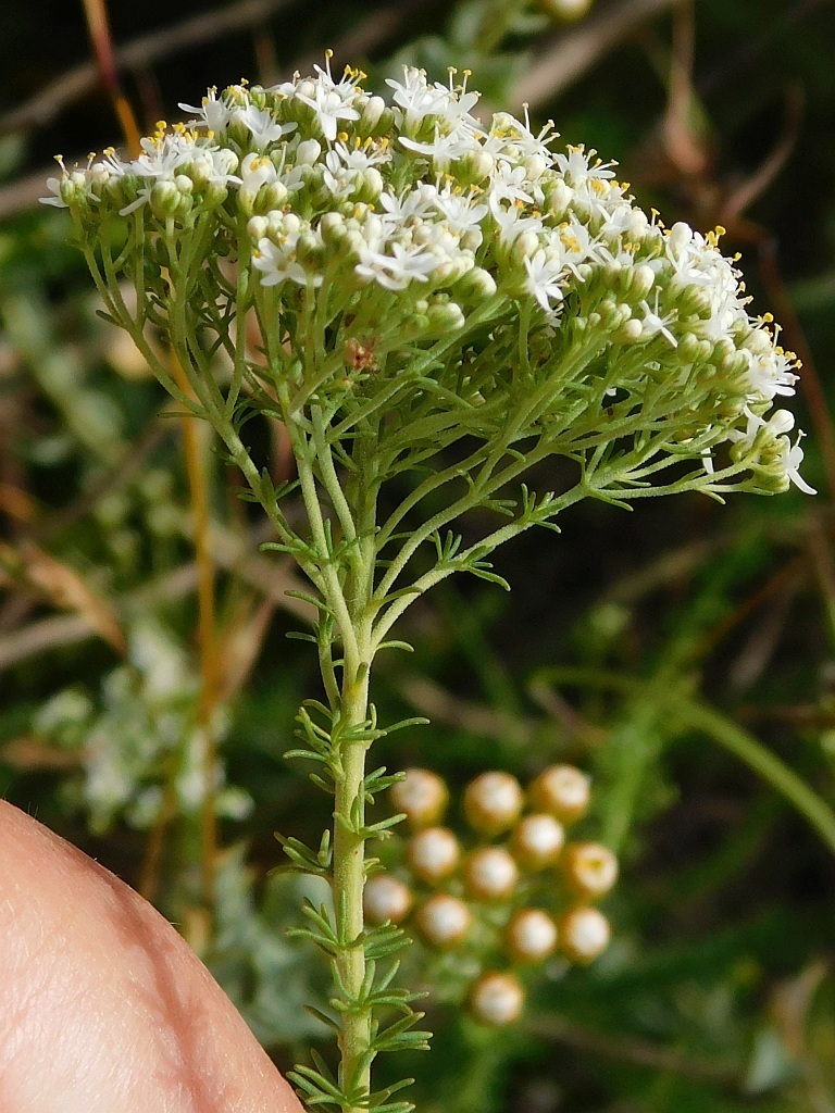Ball Bitterbush from Greyton, 7233, South Africa on November 16, 2020 ...