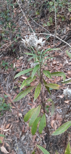 Subspecies Coronidium elatum vellerosum · iNaturalist