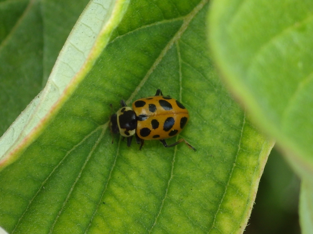 Thirteen-spotted Lady Beetle from Spokane, Washington, United States on ...