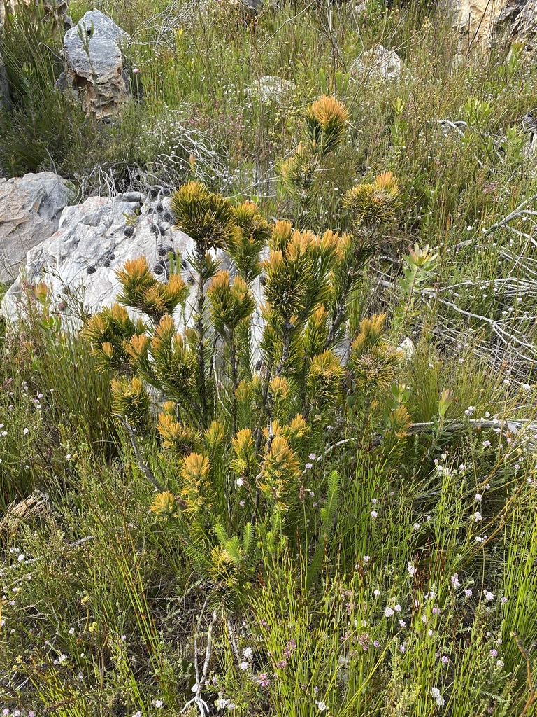 Buttbush (Retzia capensis) - Botanical Realm