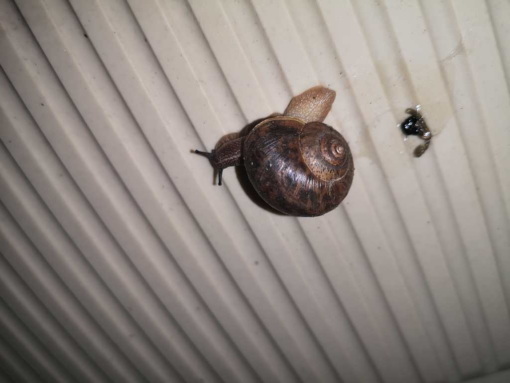 Acusta ravida from Nanchang, CN-JX, CN on April 10, 2020 at 11:50 PM by ...