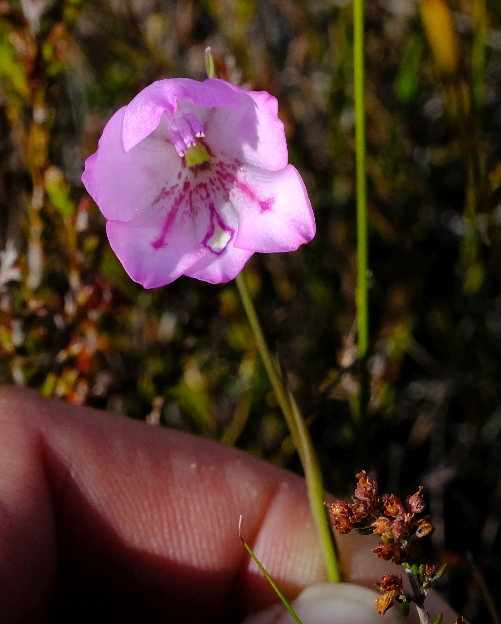 Gladiolus inflatus (Thunb.) Thunb.