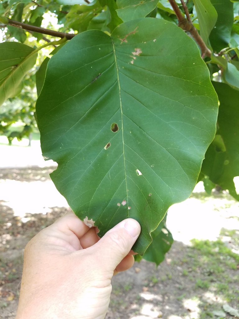 Cucumber-tree from Cross, Arkansas, United States on August 25, 2017 at ...