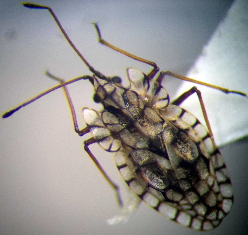 Galeatus inermis · iNaturalist