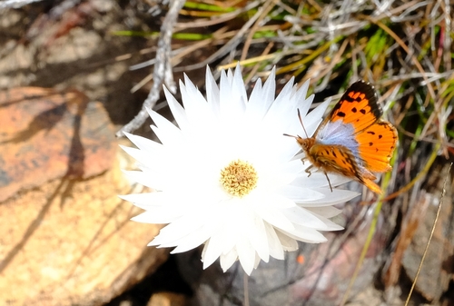 Endymion Opal (Chrysoritis endymion) · iNaturalist
