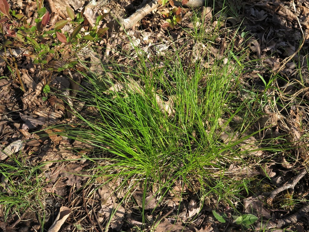 Pennsylvania sedge from Logan County, AR, USA on April 16, 2020 at 10: ...