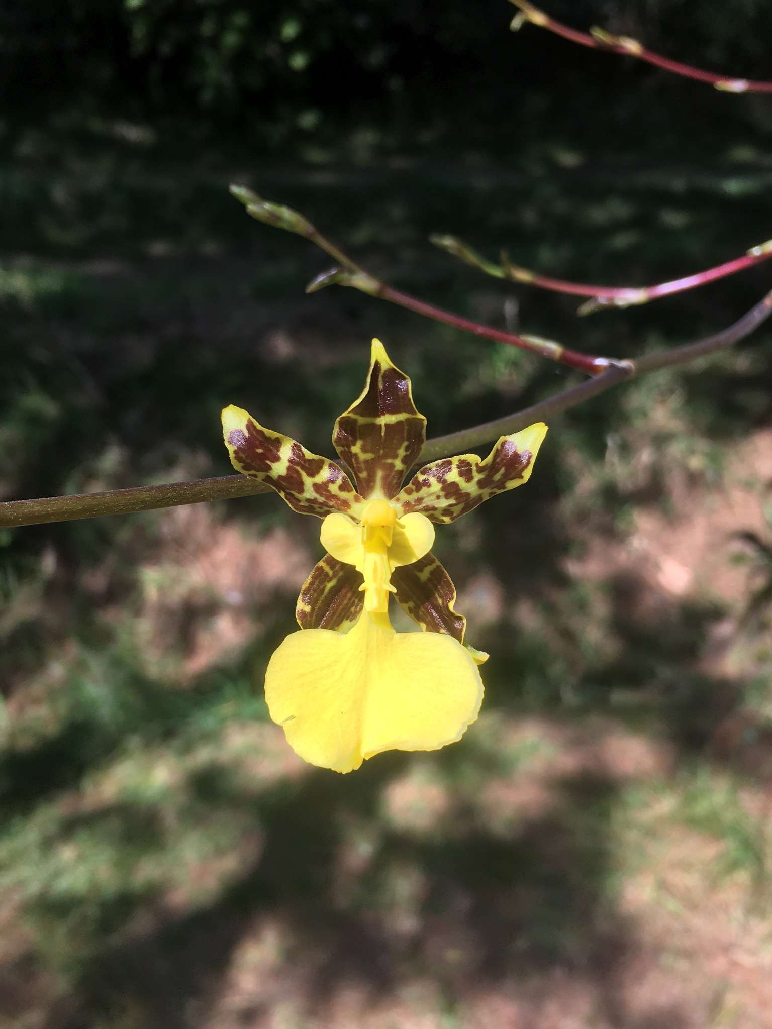 Oncidium unguiculatum Lindl.