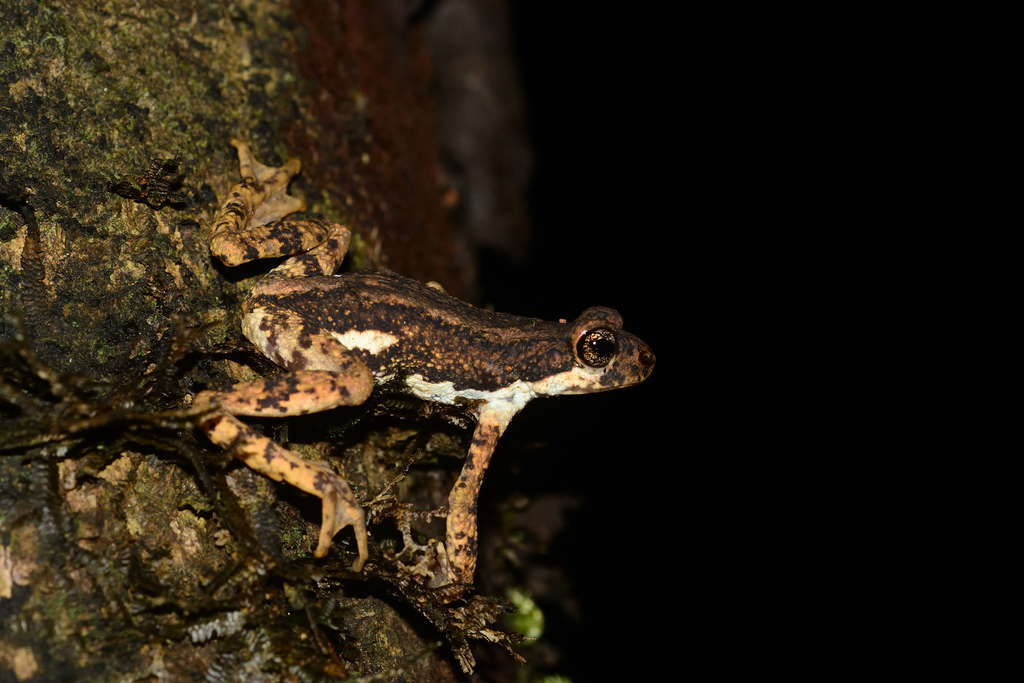 Malabar Tree Toad (Amphibians of Kerala) · iNaturalist