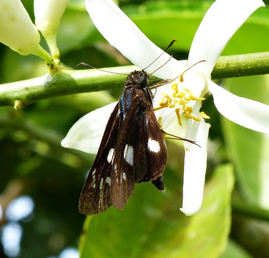 Zenis jebus jebus (Panamã Guaçu I) · iNaturalist