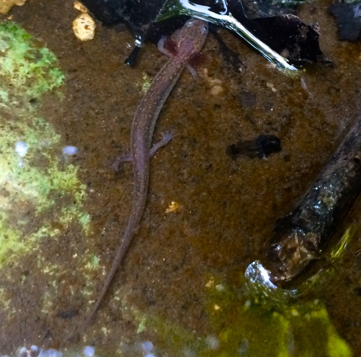 Eurycea neotenes Bishop & Wright, 1937