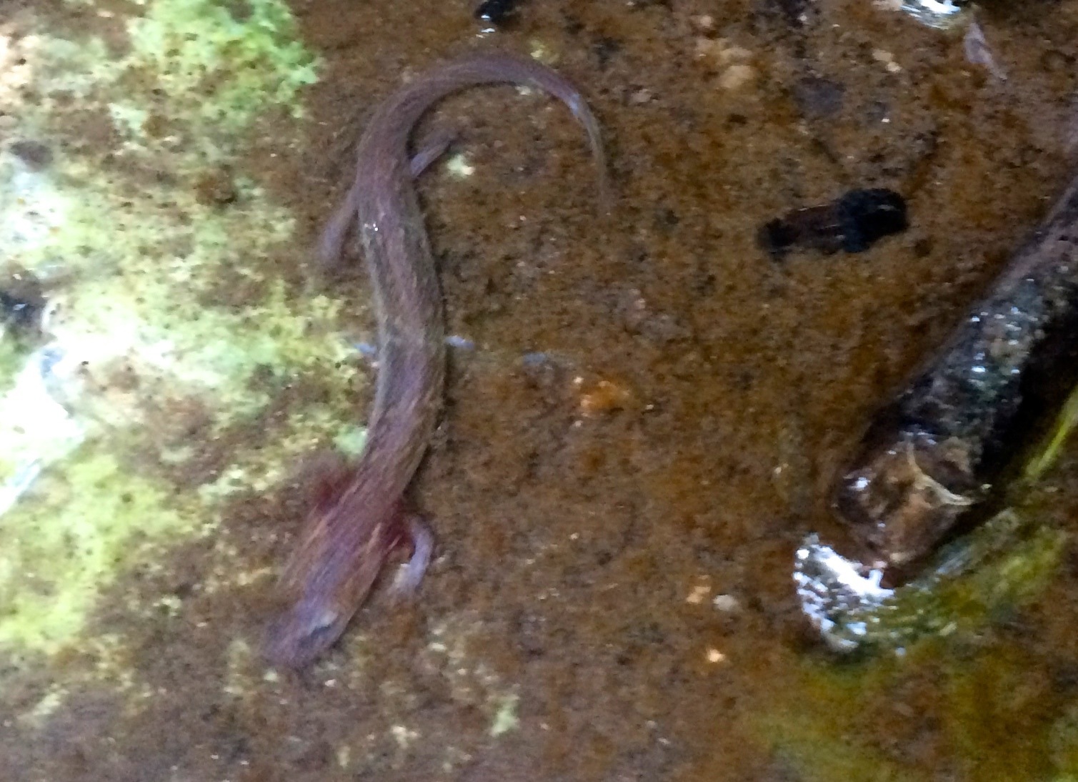 Eurycea neotenes Bishop & Wright, 1937