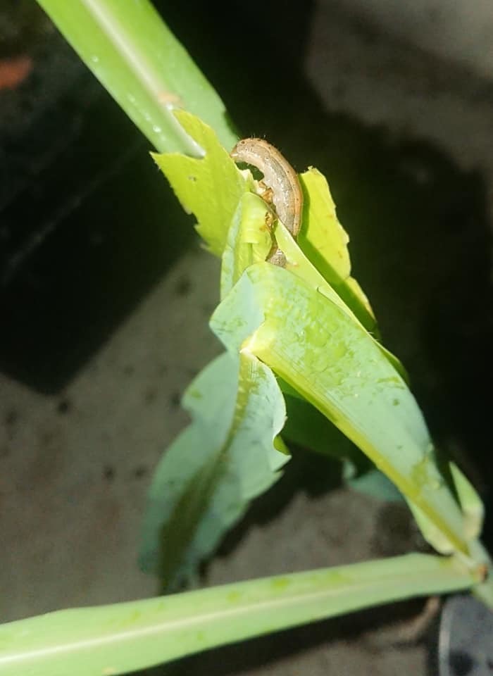 Fall Armyworm Moth in November 2020 by sol_garcia09 · iNaturalist