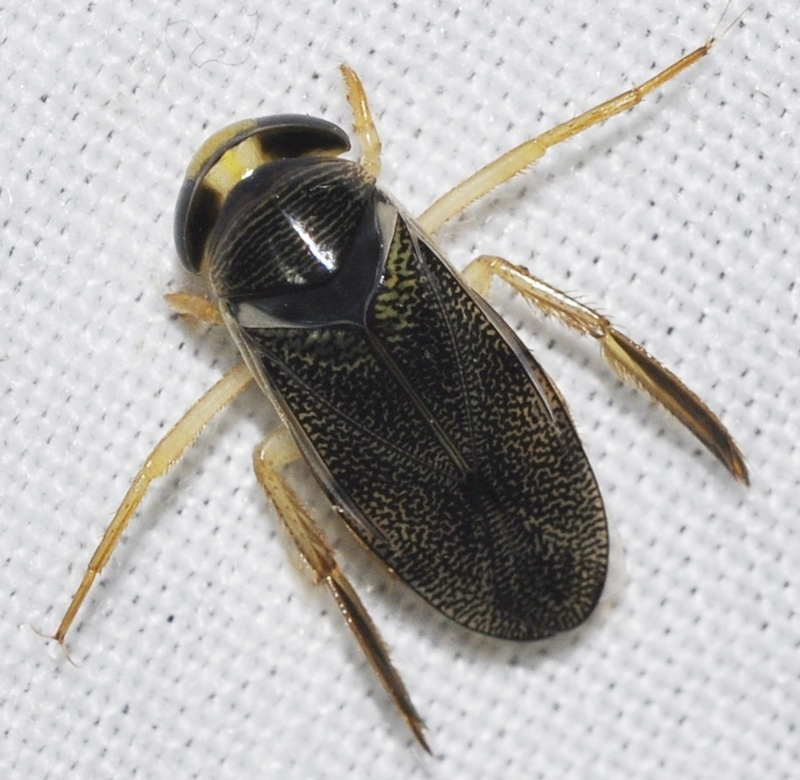 Corixa affinis (Madeira True Bugs) · iNaturalist
