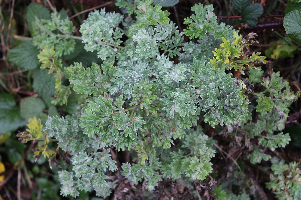 absinthe wormwood from Netherton, Dudley, UK on November 14, 2020 at 09 ...
