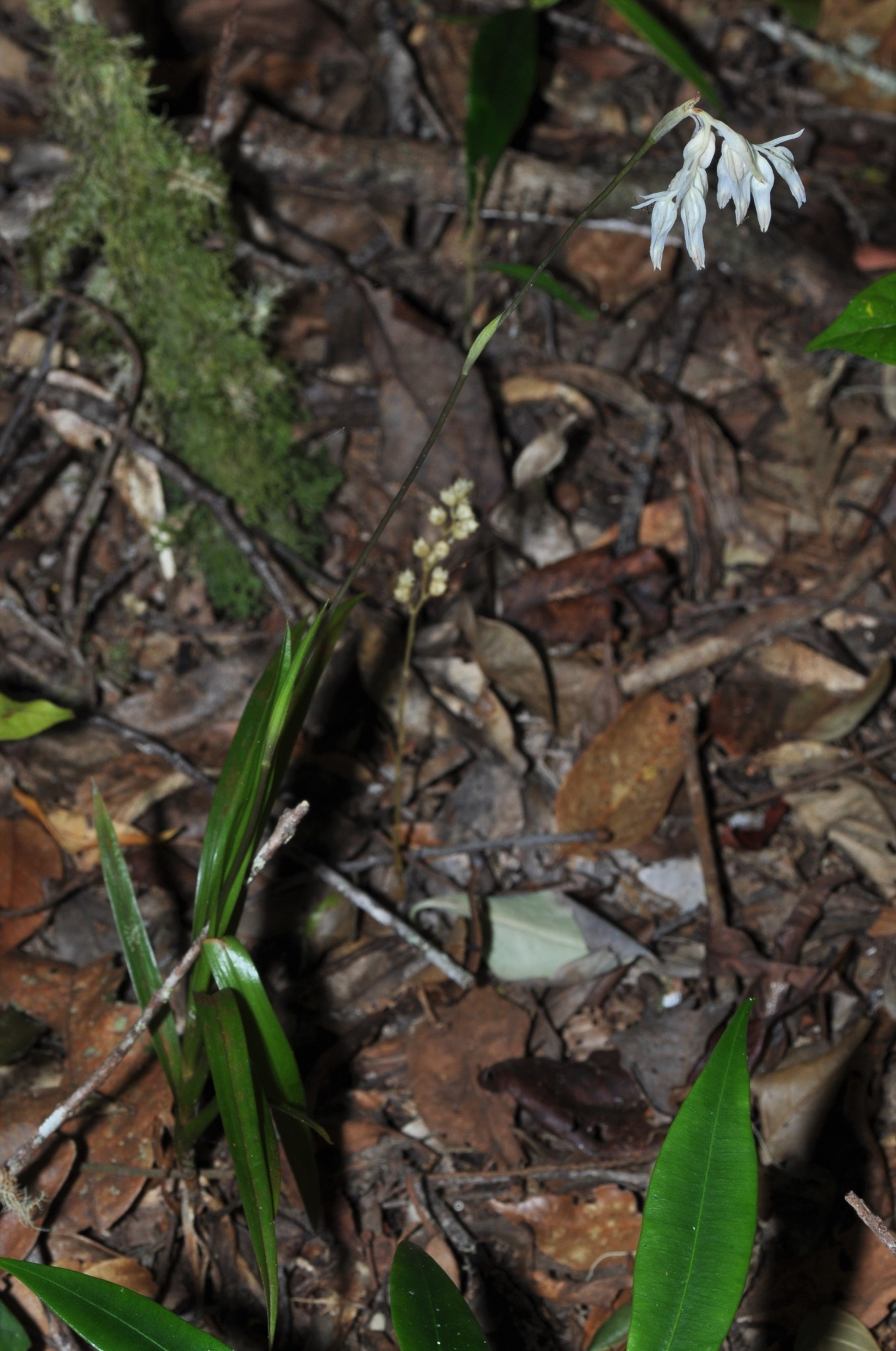 Burmannia longifolia Becc.