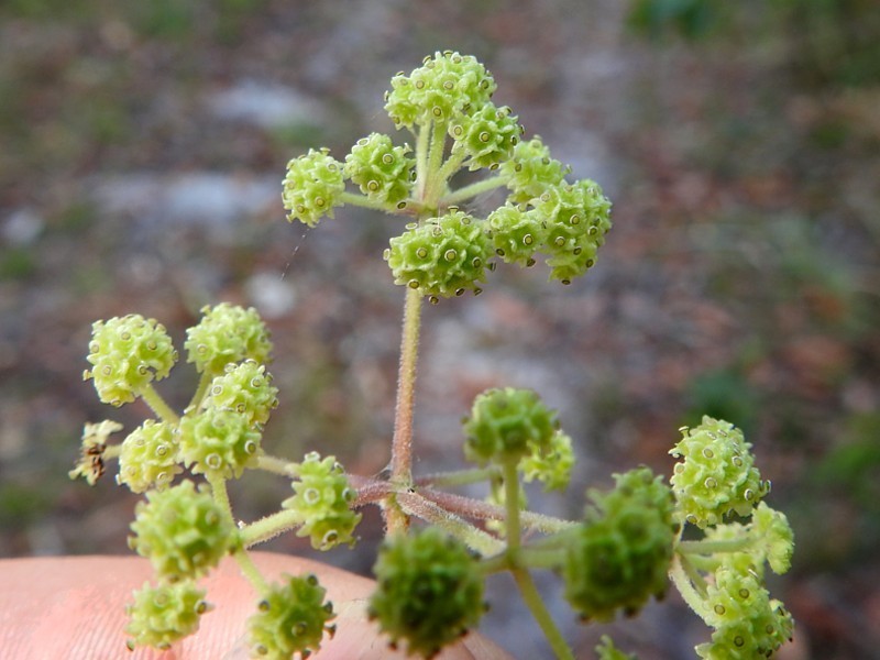 Snake Vine (Flora on K'gari) · iNaturalist