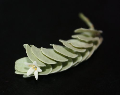 Olax phyllanthi · iNaturalist