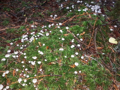 Mycena tenax · iNaturalist Mexico
